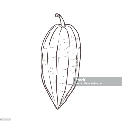 껍질을 벗기지 않은 생 코코아 콩 꼬투리의 벡터 그림 검은색 윤곽선 Scillfull 그래픽 그리기 엽서 디자인 및 구성 장식 인쇄물 포스터 스티커 메뉴 우표 Fashion