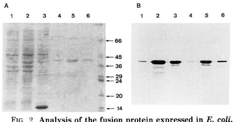 Figure 2 From Interaction Of Androgen Response Elements With The Dna