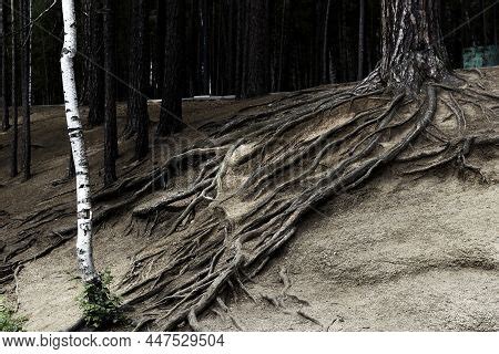 Tree Forest Roots Image Photo Free Trial Bigstock