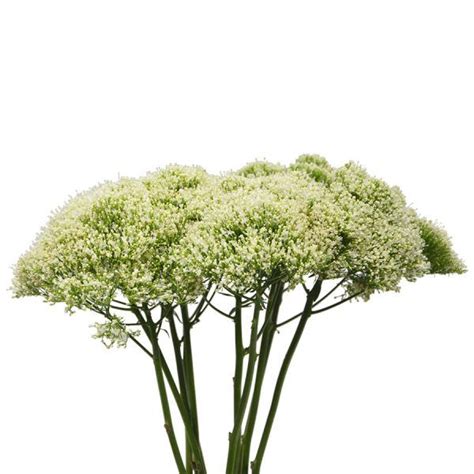 White Trachelium Premium Flowers