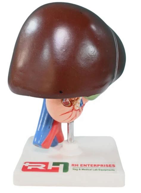 Human Anatomical Models Female Urogenital System Models Trader