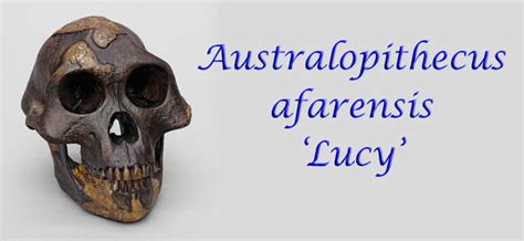 Australopithecus Afarensis Lucy