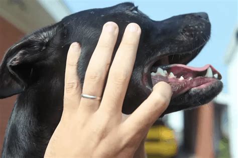 Lip Fold Dermatitis In Dogs