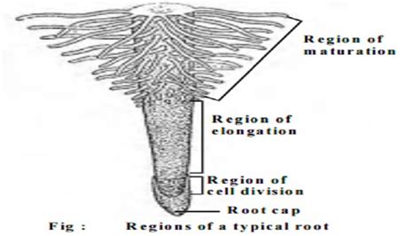 Root System Structure And Characteristics