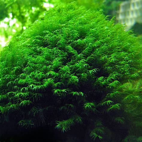 Unveiling The Fascinating World Of Fissidens Cellulosus Mitt Moss