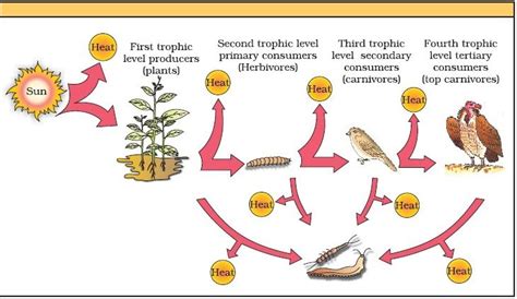 Energy Pyramid 10 Percent Rule