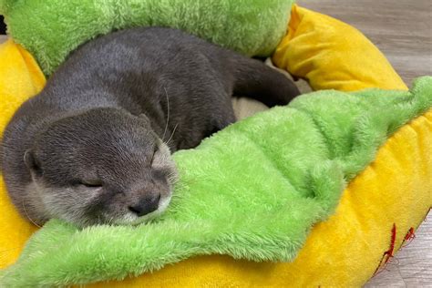 クッションで寝るコツメカワウソ クッションで寝るコツメカワウソ