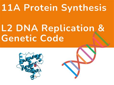 A L DNA Replication Genetic Code Teaching Resources