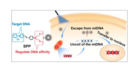 Light Driven Mitochondrion To Nucleus Dna Cascade Fluorescence Imaging And Enhanced Cancer Cell