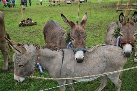 Donkey Stock Image Image Of Domestic Earnest Livestock 106816127