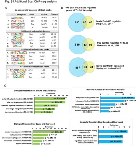 Fig S5 Additional Analysis Of Bcat Chip Seq A De Novo Motif Analysis Download Scientific
