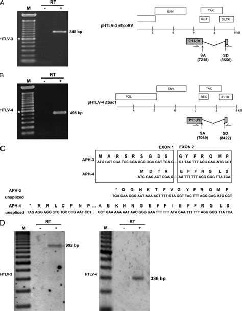 Detection Of Spliced Htlv 3 And Htlv 4 Antisense Transcripts 293t