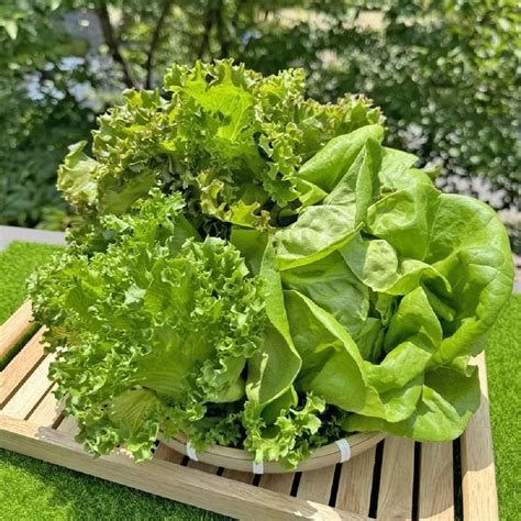 Fresh 전남 함평 무농약 유럽샐러드 상추 채소 유러피안 3종 1kg 홈플러스 택배배송