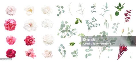 트렌디 한 마젠타와 바비 핑크 컬러 벡터 디자인 세트입니다 흰 모란 핫 핑크 장미 라넌큘러스 칼라 수국 꽃 식물에 대한 스톡