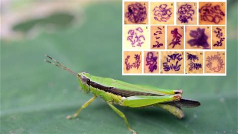 Grasshopper Testis Dissection