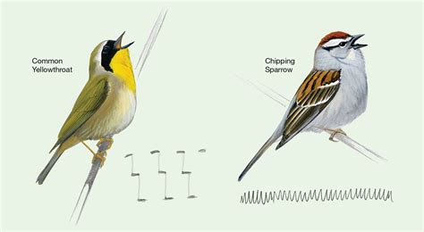 Why Its Worth Sketching And Drawing Birds Birdwatching