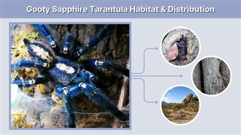 Gooty Sapphire Tarantula Care Facts And Complete Guide