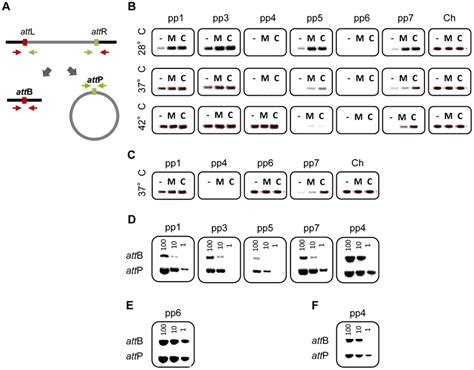 Prophage Excision And Replication Agarose Gel Analysis Of Prophage Download Scientific Diagram