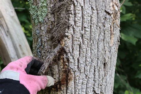 How To Kill Poison Ivy A Complete List Of Methods And Tips Dengarden