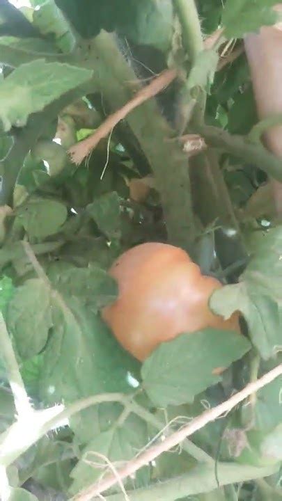Tomates Híbridos De Ensalada Youtube