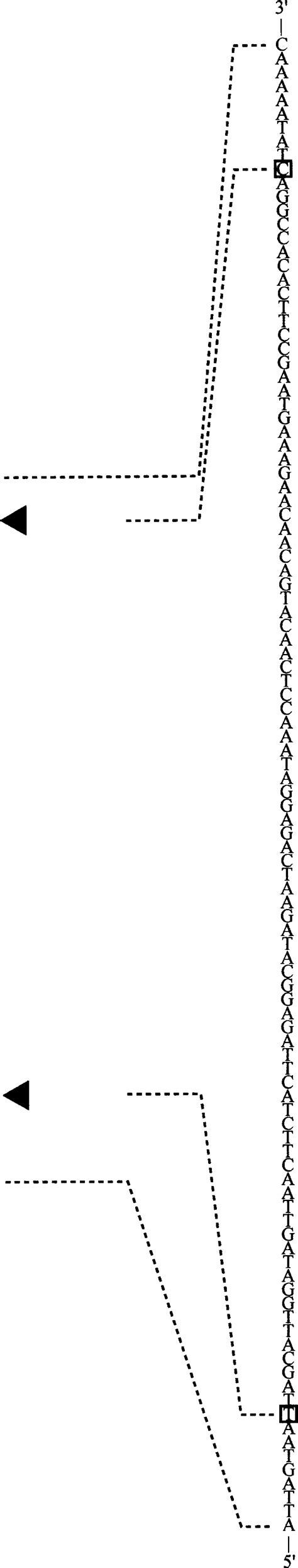 Primer Extension Analysis A Products Of Primer Extension With A