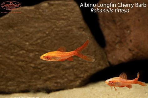 Longfin Cherry Barb Puntius Titteya Shop Imperial Tropicals