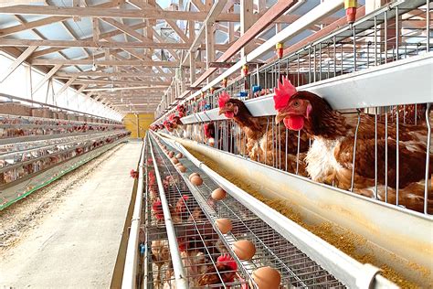 こだわり｜たまご村（赤城養鶏牧場有限会社）｜安心・安全なおいしい卵の生産・販売