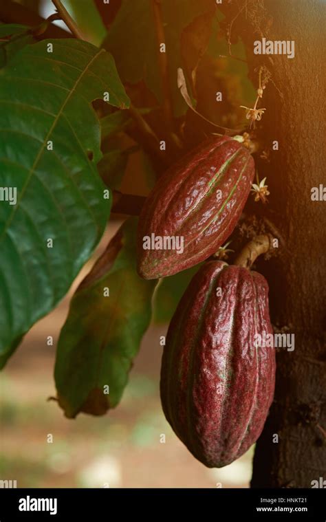 Cacao Pods On Cocoa Farm Under Shade Of Cocoa Tree Stock Photo Alamy