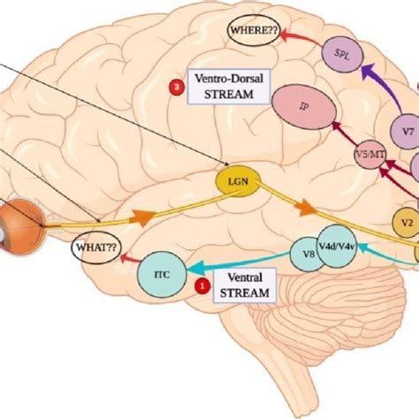 A Schematic Representation Of The Visual Pathway From Eye To Visual