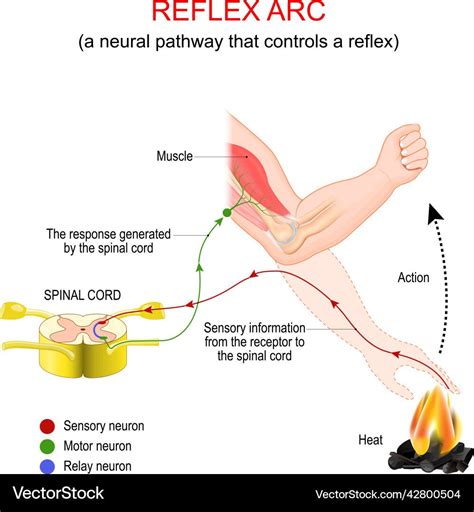 Reflex Arc Neural Pathway Vector Image On Vectorstock Motor Neuron