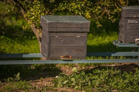 Premium Photo Bee On Field