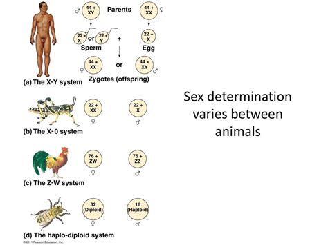 The Chromosomal Basis Of Inheritance Ppt Download