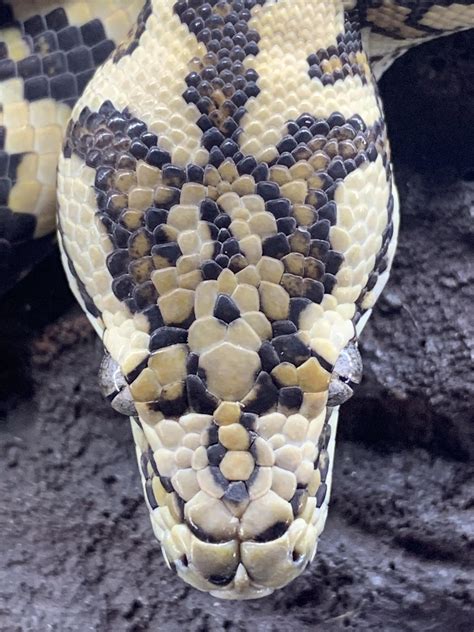 My New Female Red Coastal Carpet Python Rcarpetpythons