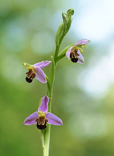 Ophrys Apifera Hand Held In Camera Focus Stack Of 15 Image Gilles