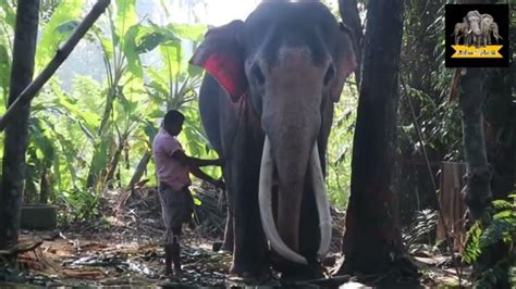 අද දින ප්‍රථම වරට ශ්‍රි දළදා පෙරහරේ සධාතුක කරඩුව වැඩම කිරීමට වරම් ලද කැළණියේ කණ්ඩුල Youtube