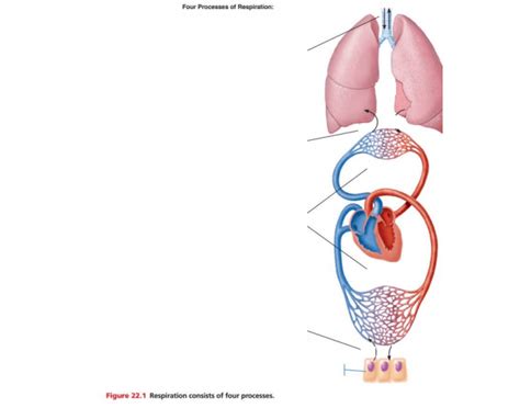Figure 221 Four Processes Of Respiration Quiz