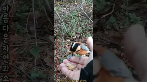 년 월 일 ㆍ산정상산새 해바라기씨 감추기ㆍ도대체 어떻게 찾는지 ㆍ지구는 회용이 아닙니다 아름다운자연 YouTube