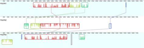 Whole Genome Alignment Of Yslpv1 −2 And −3 Genome Inversion And
