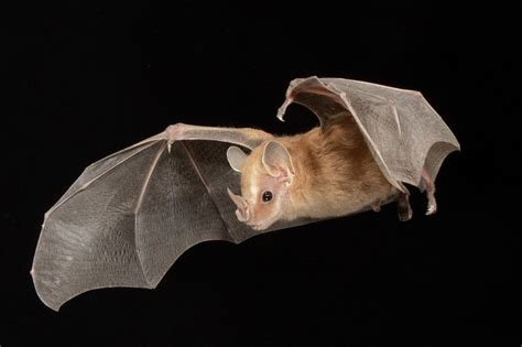 Vampyressa Thyone Bat Conservation International