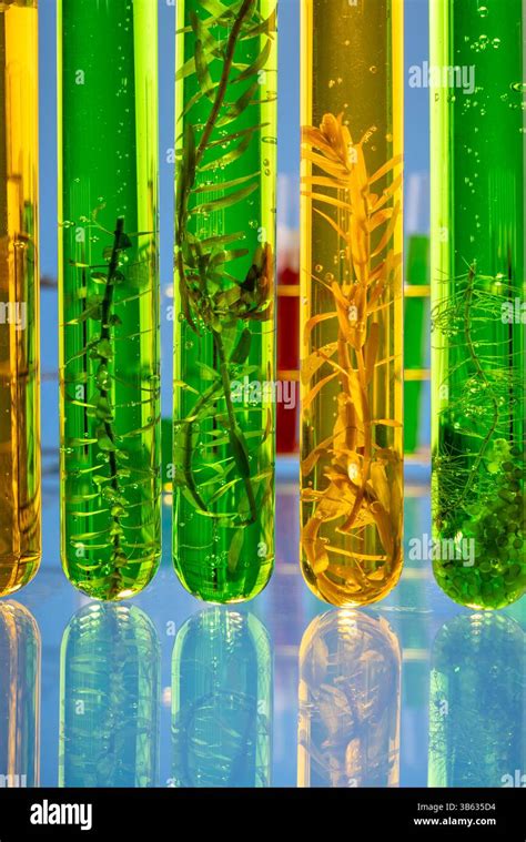 Algae Fuel Biofuel Industry Lab Researching For Alternative To Fossil Algae Fuel Or Algal