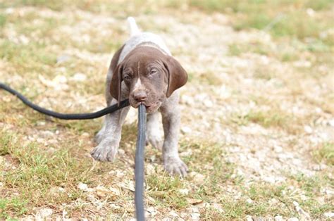 6 Week Old German Shorthaired Pointer