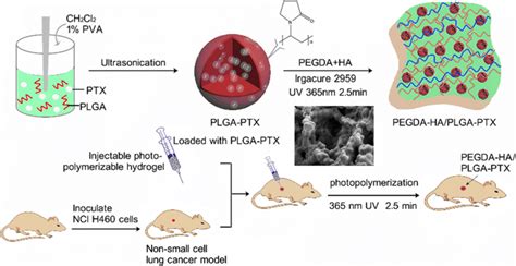 A Photopolymerized Semi Interpenetrating Polymer Networks Based Download Scientific Diagram