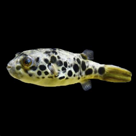 Spotted Congo Puffer 4 5cm The Aquarium People