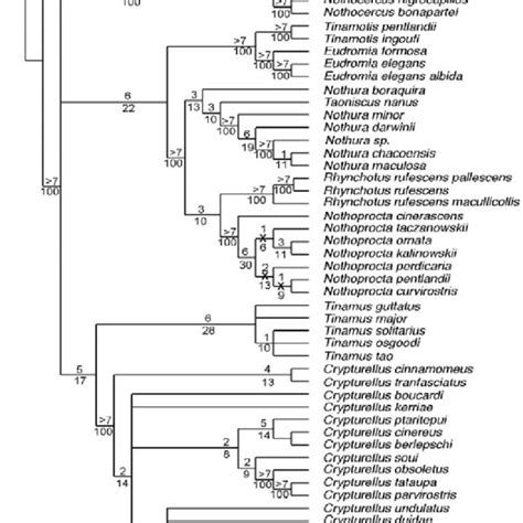 Strict Consensus Tree Of The 44 Most Parsimonious Trees Obtained Under