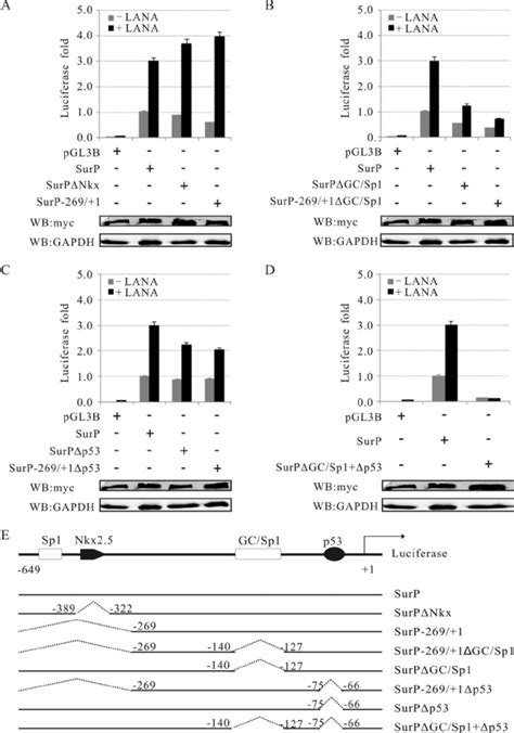 Identification Of Cis Acting Elements Responsible For Activation Of