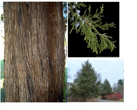 Minnesota S Native Trees Flashcards Quizlet