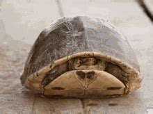Scared Turtle S Tenor