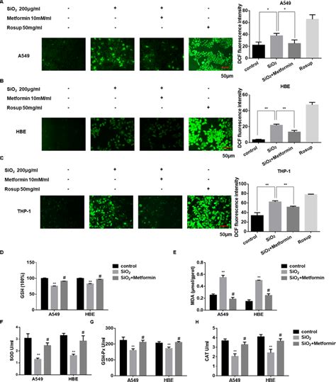 Metformin Inhibits Sio2 Induced Oxidative Stress A C The Intracellular Download Scientific