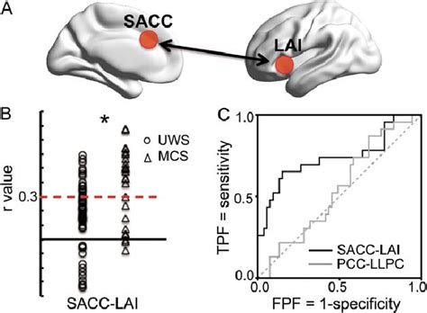 A Schemata Of The Functional Connectivity Between Supragenual Download Scientific Diagram