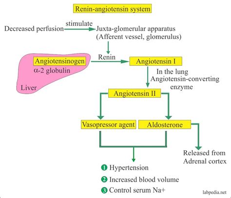 Renin Plasma Renin Activity Aro Examination And Interpretation Of